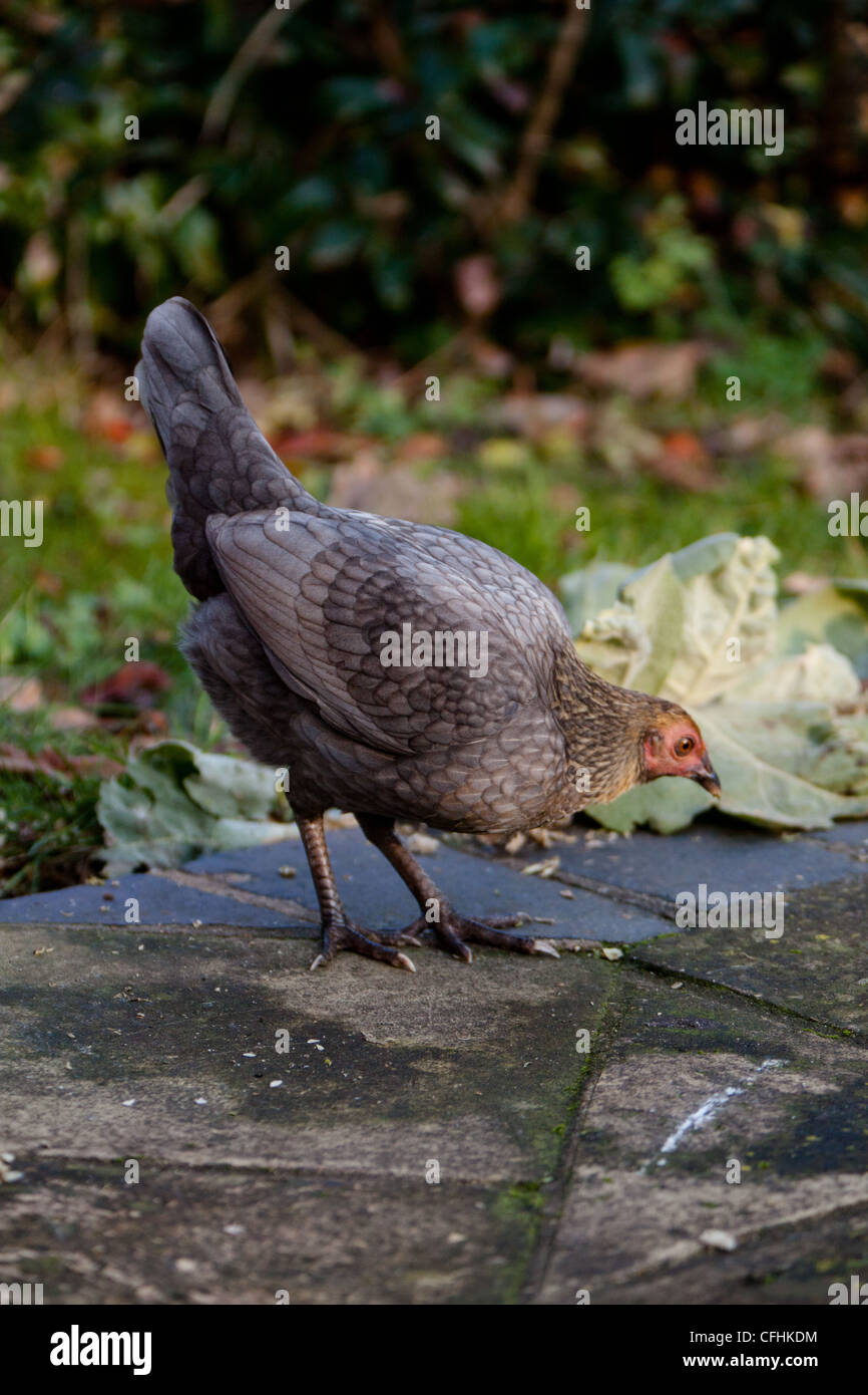 Old English Bantams (Chicken Stock Photo - Alamy