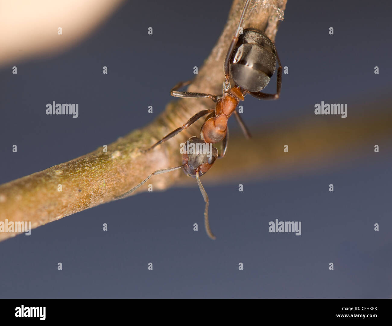 Teamwork concept animals hi-res stock photography and images - Alamy