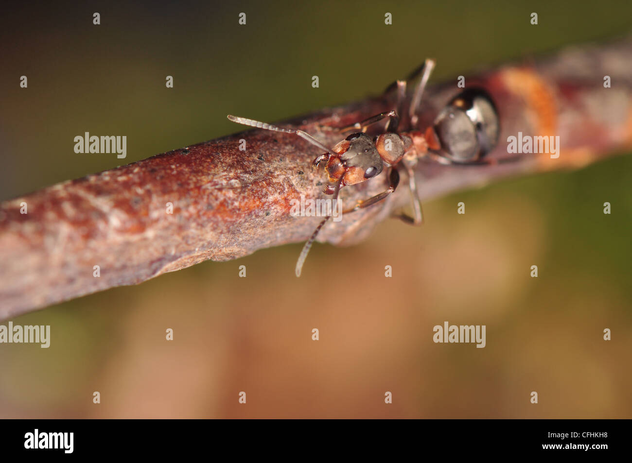 Ant - formica Stock Photo - Alamy