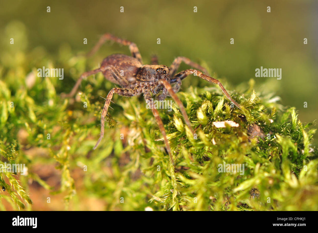 Spider - Pardosa Stock Photo - Alamy