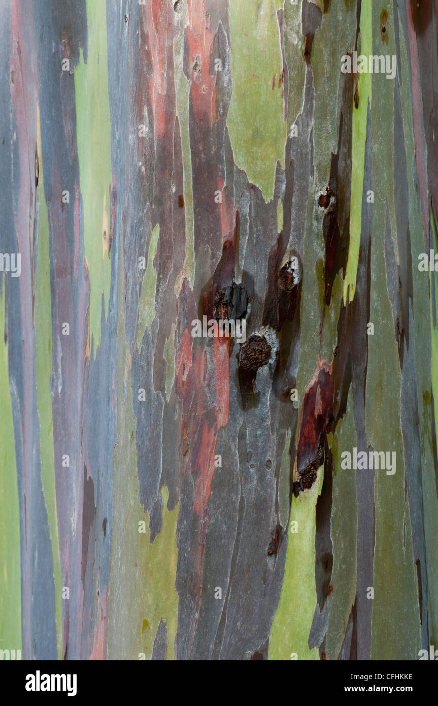 Rainbow Eucalyptus tree in Kauai, Hawaii Stock Photo - Alamy