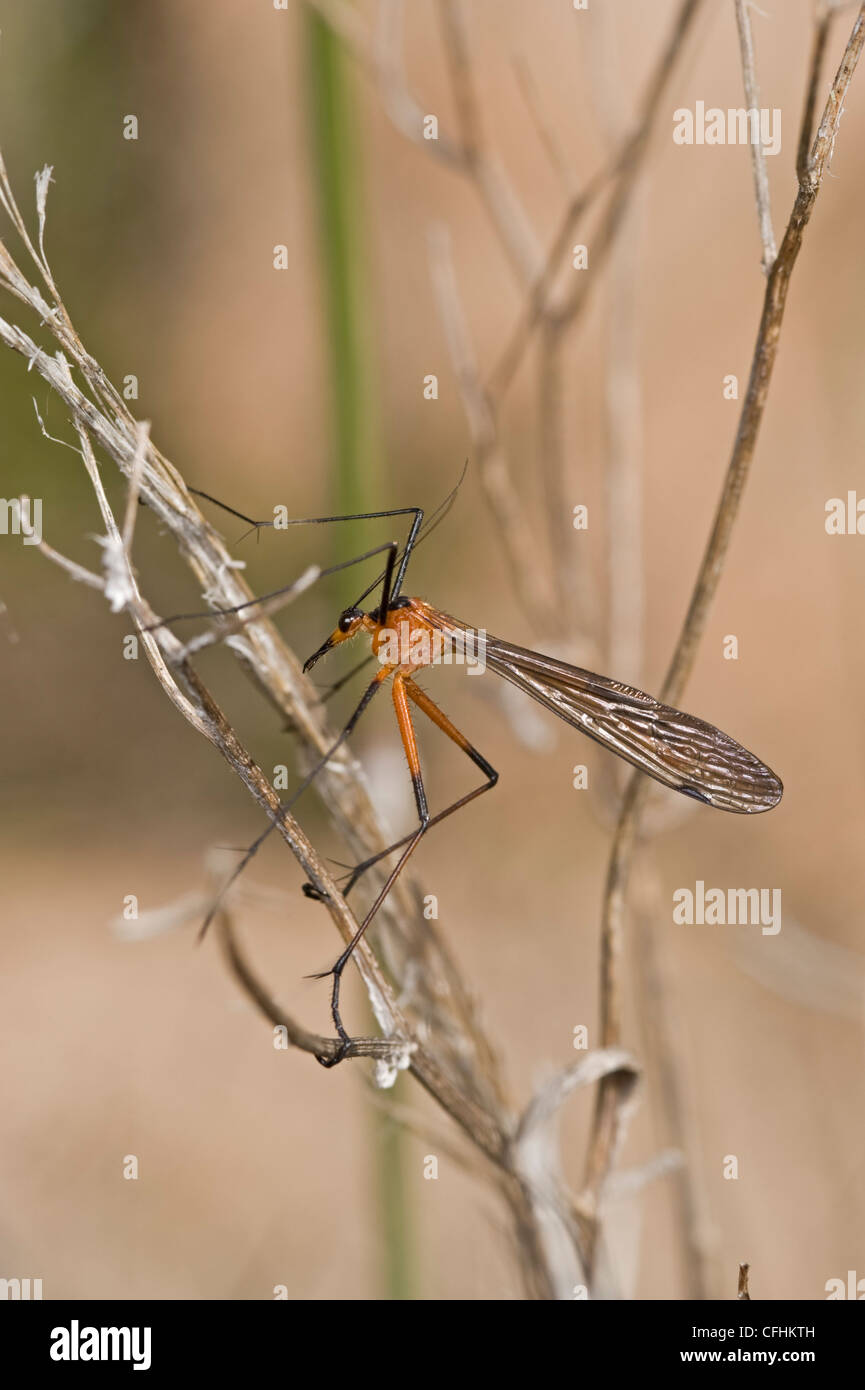 Scorpion fly insect predator hi-res stock photography and images - Alamy