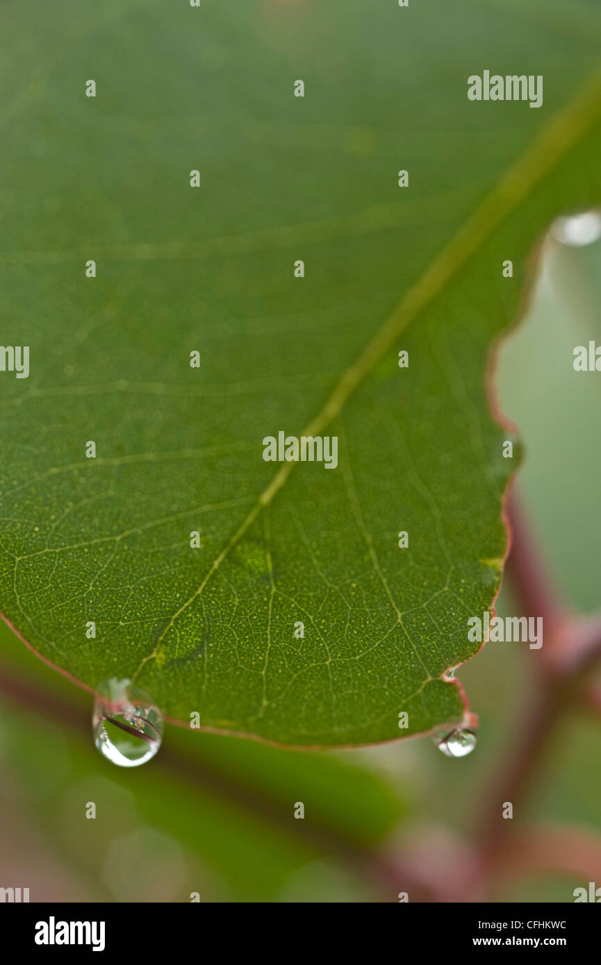 Gumtree eucalyptus hi-res stock photography and images - Alamy