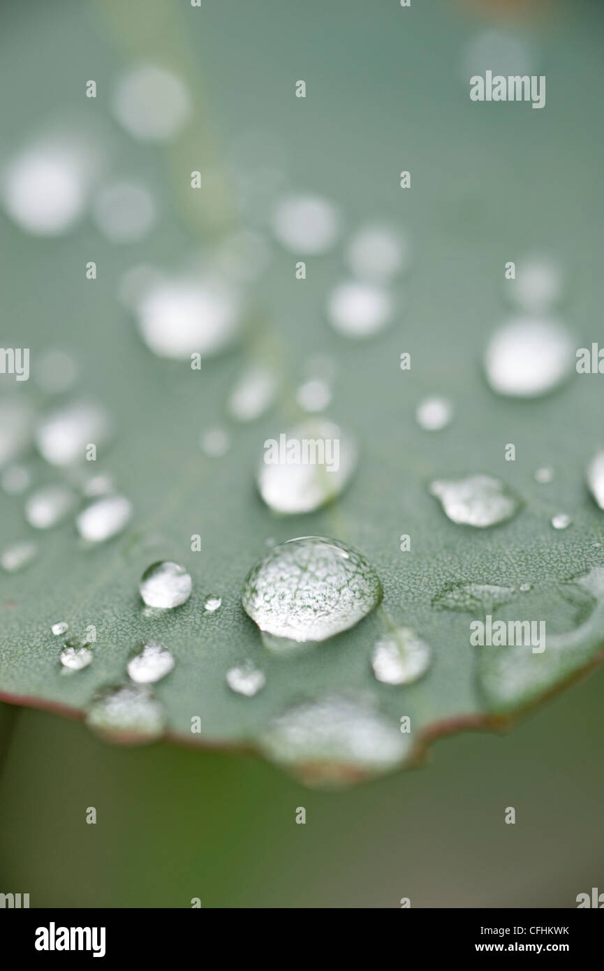 Water gum tree hi-res stock photography and images - Alamy