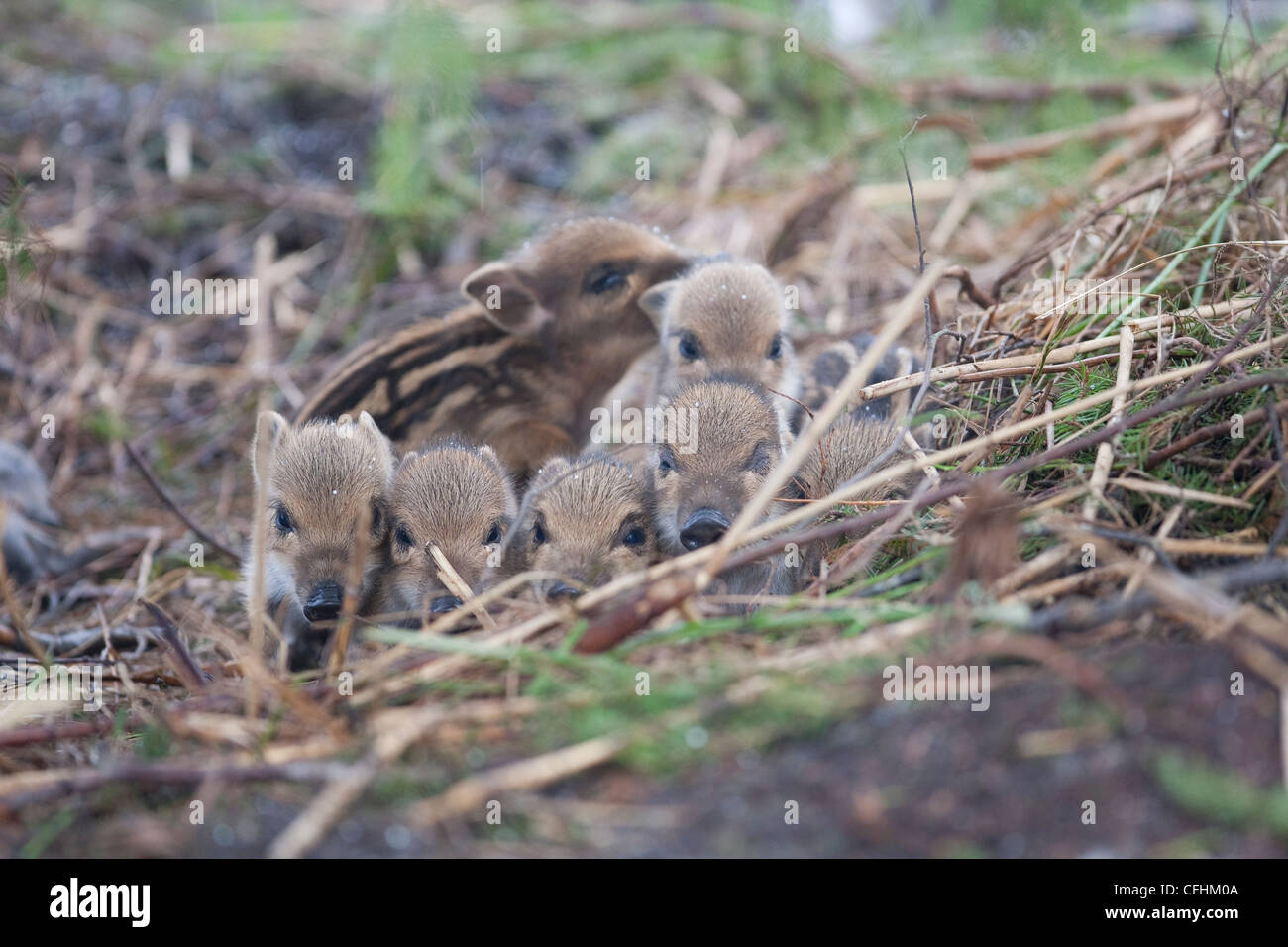 wild pig pups in the nest Stock Photo - Alamy