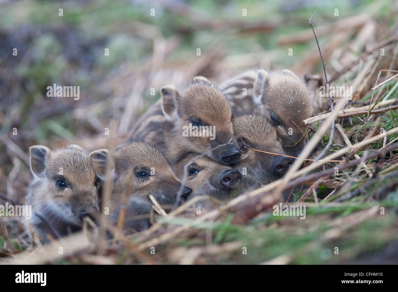 wild pig pups in the nest Stock Photo - Alamy