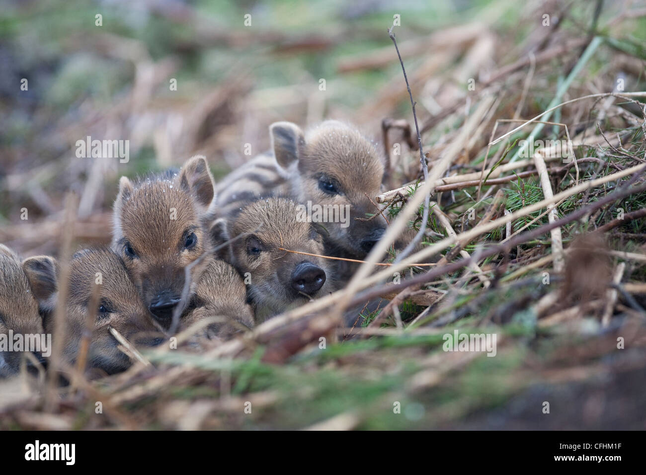 wild pig pups in the nest Stock Photo - Alamy