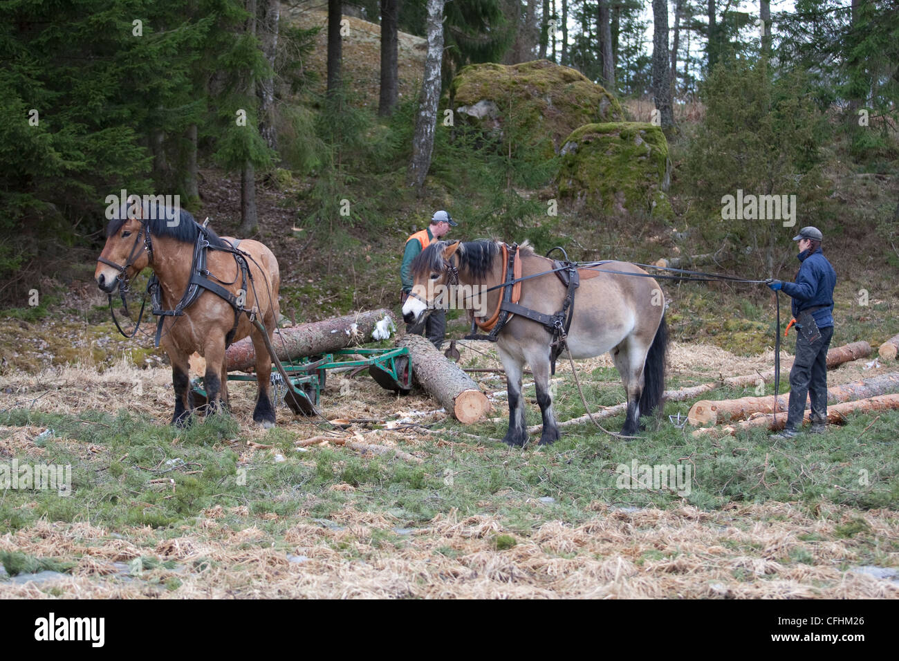 Lumberjacks with horse Stock Photo - Alamy