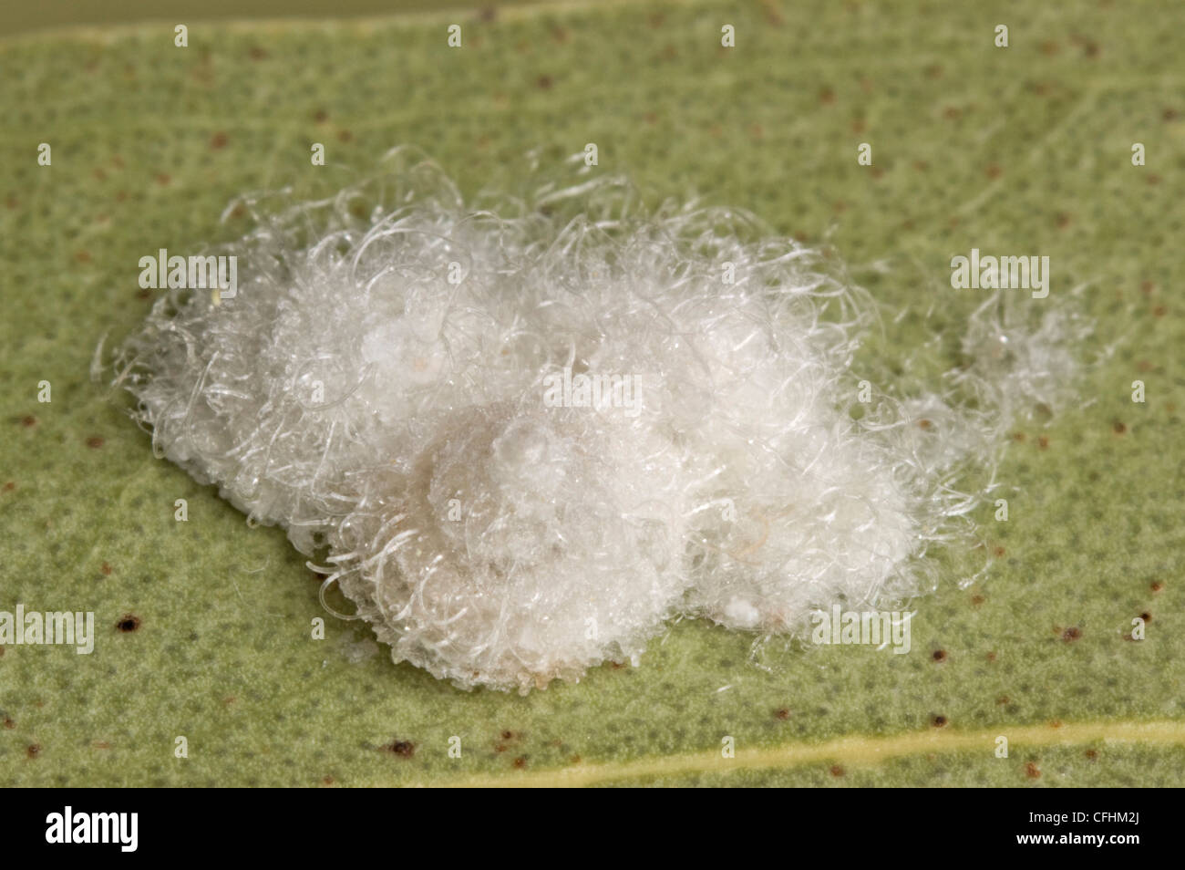 Lerp hi-res stock photography and images - Alamy