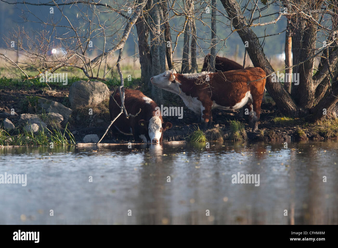 Cows drink water in a river Stock Photo - Alamy