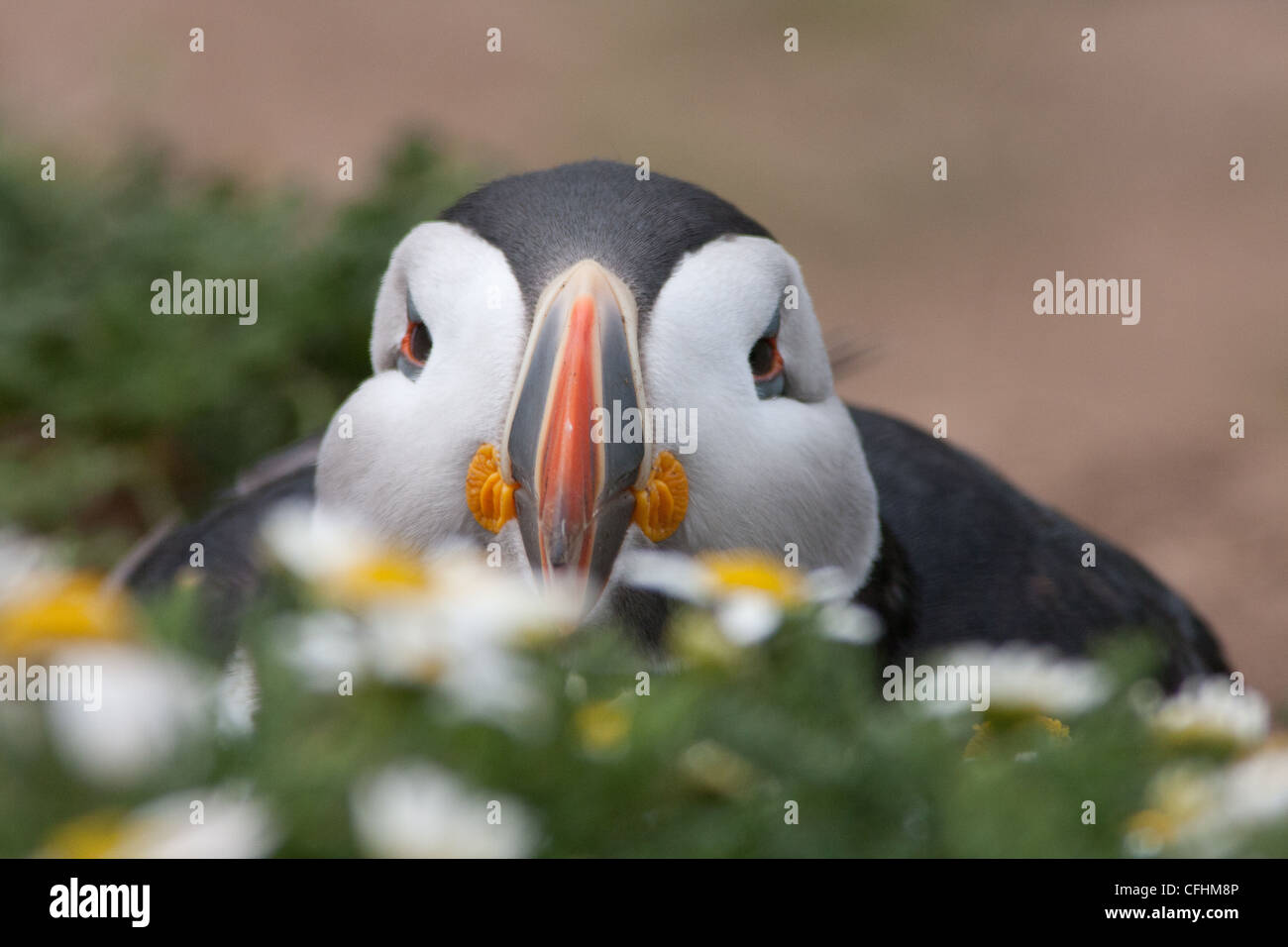 Atlantic Puffin in Wild Flowers Stock Photo - Alamy