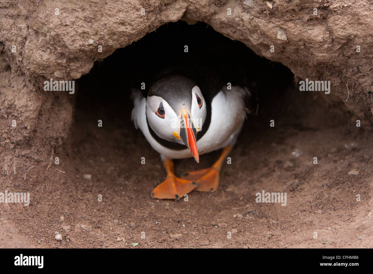 Atlantic Puffin in burrow Stock Photo - Alamy
