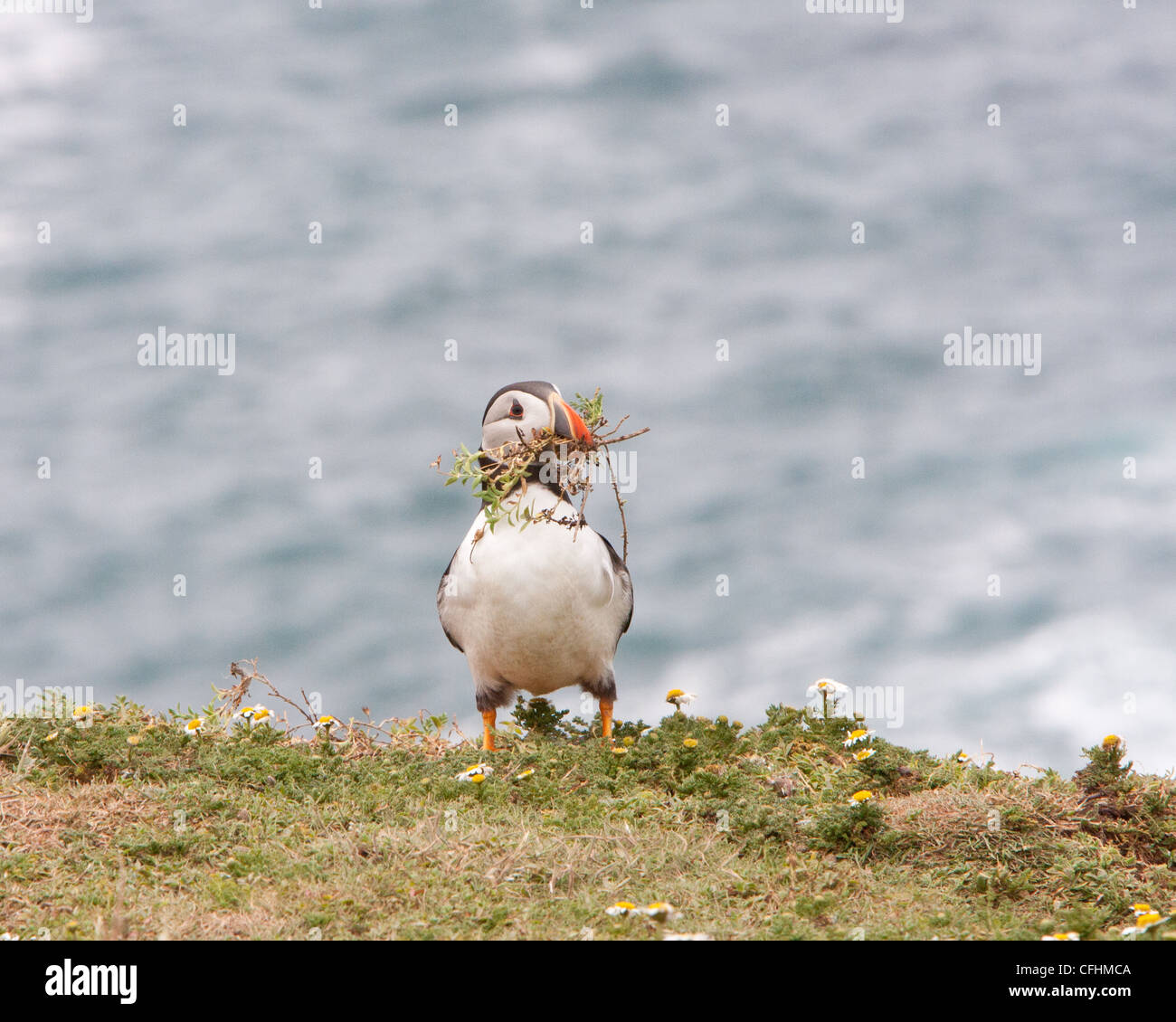 Atlantic Puffin with Nesting Material Stock Photo - Alamy