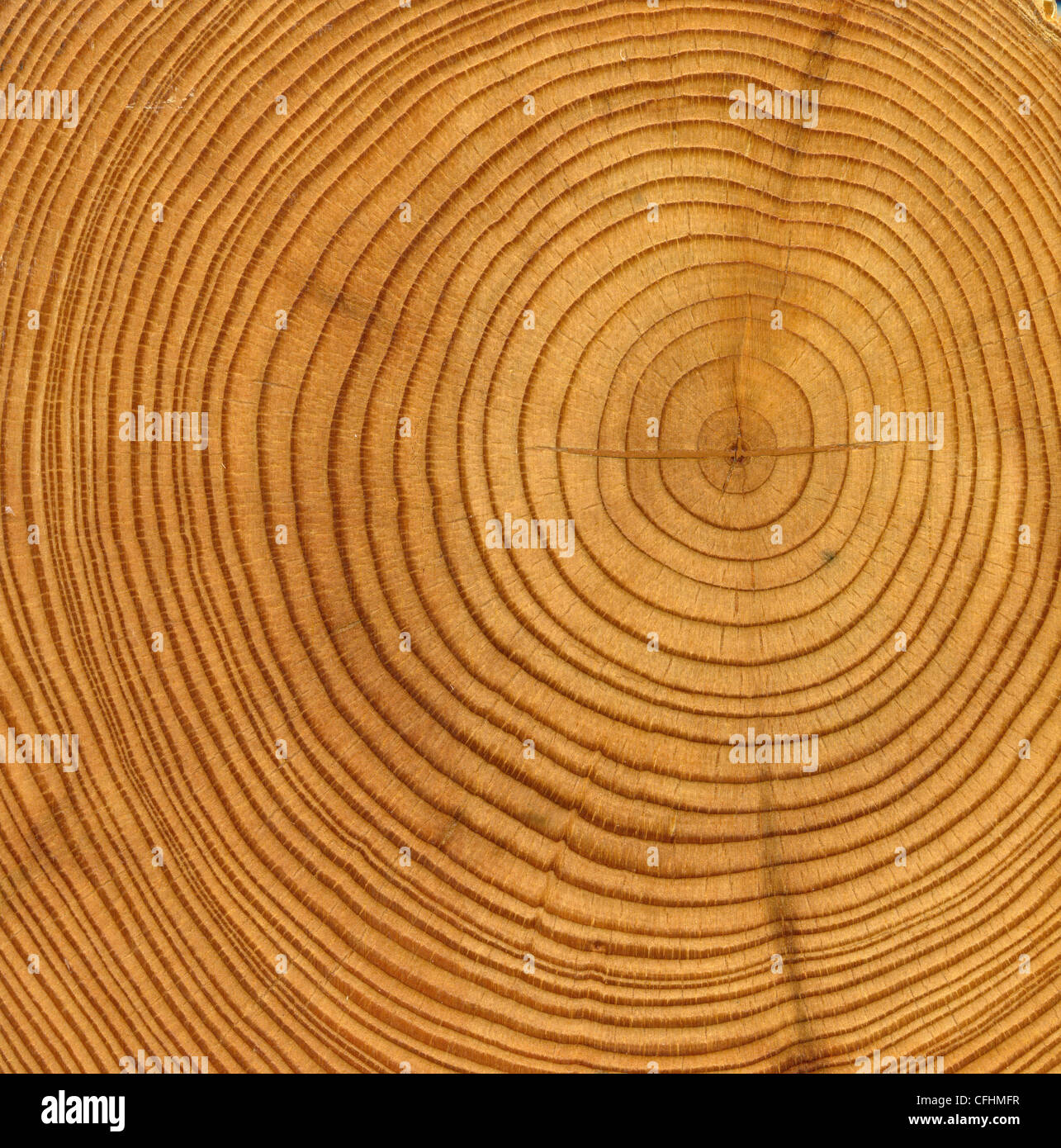 close-up wooden cut texture Stock Photo - Alamy