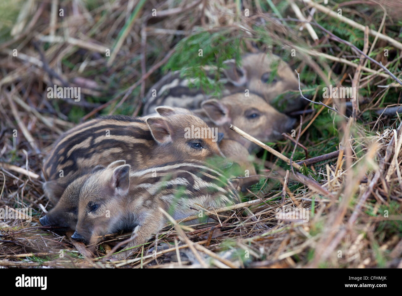 wild boar cubs in nest sleeping Stock Photo - Alamy