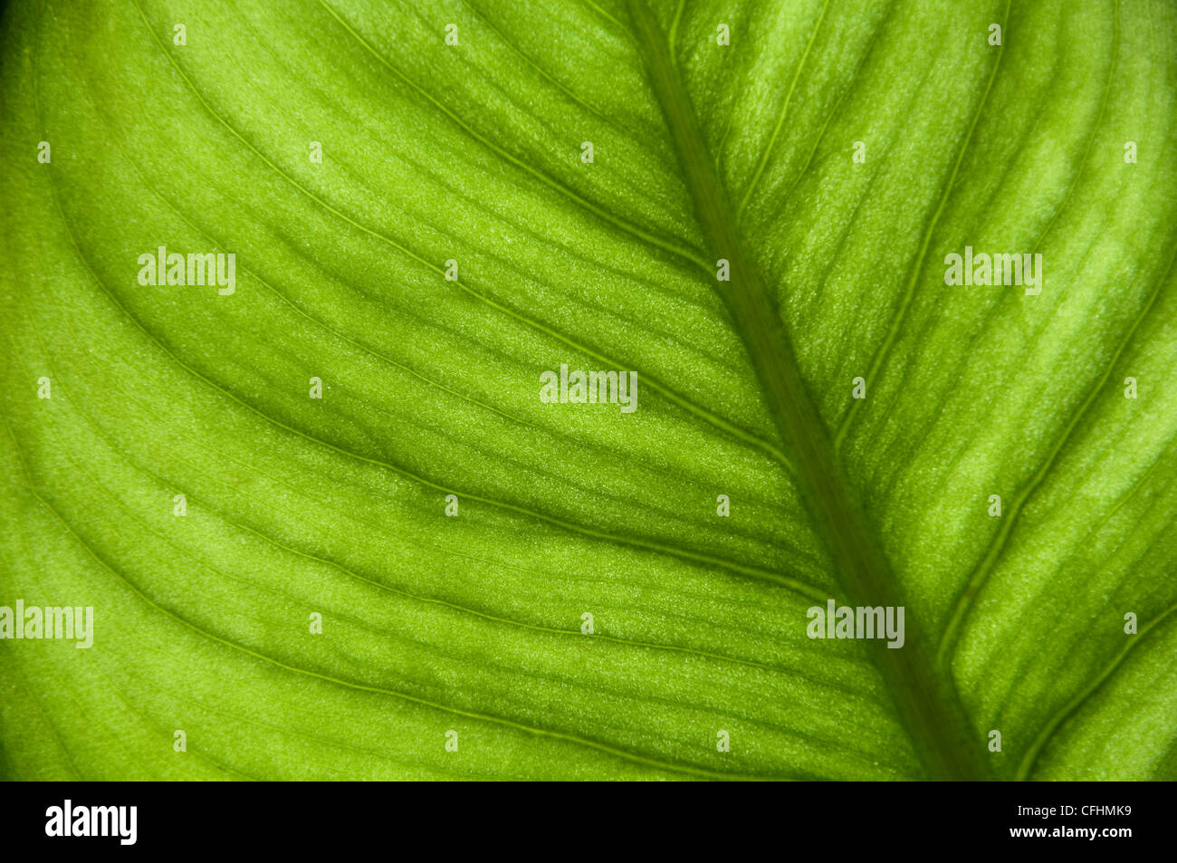 Green leaf background Stock Photo - Alamy