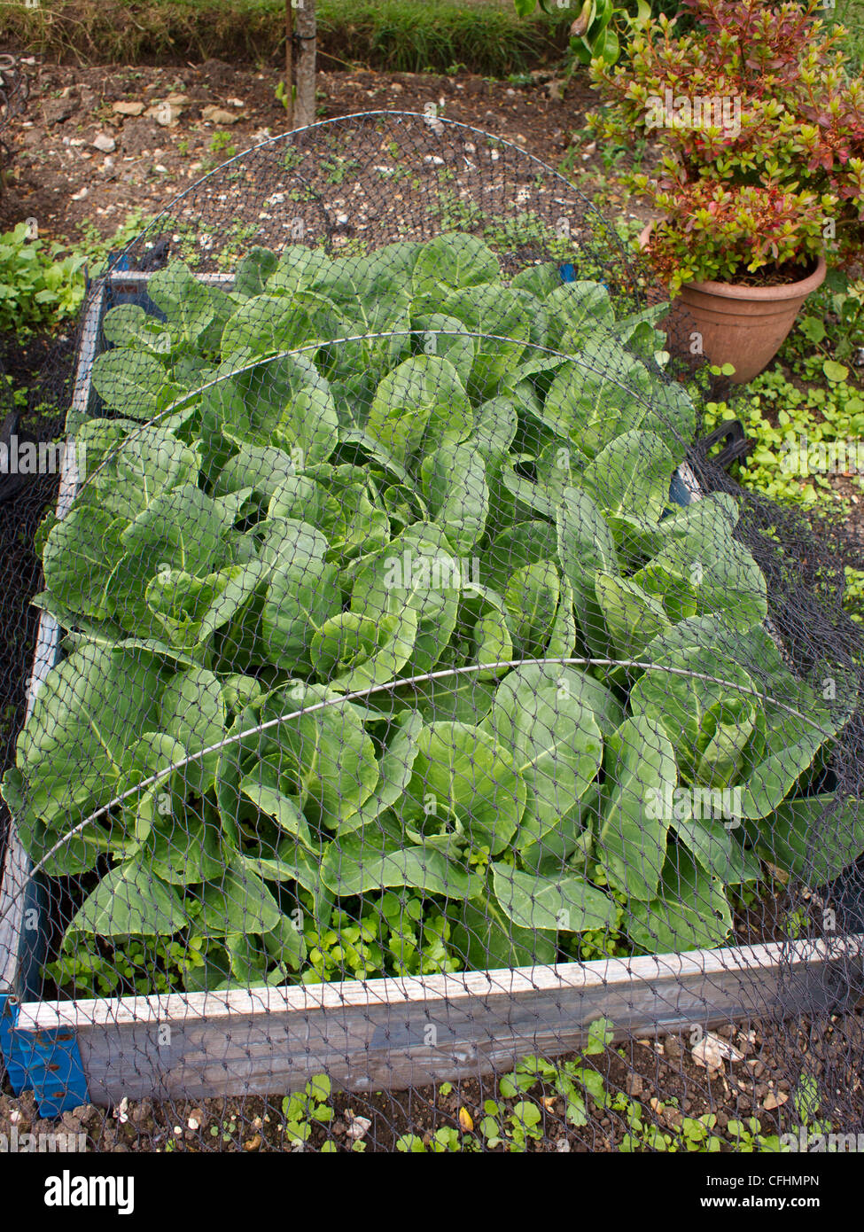 Cabbages growing under netting Stock Photo - Alamy