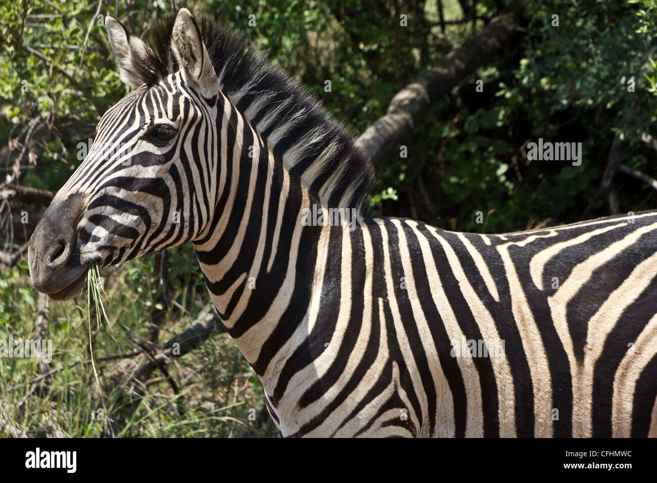 Zebra male and female hi-res stock photography and images - Alamy
