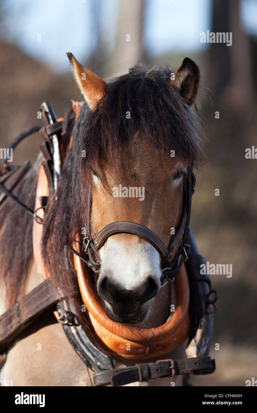 Close up of horse from the front Stock Photo - Alamy