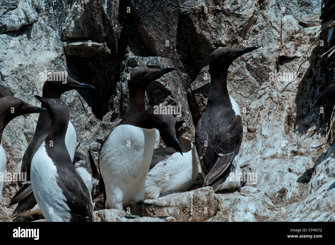 farne islands jumpling guillemots Stock Photo - Alamy