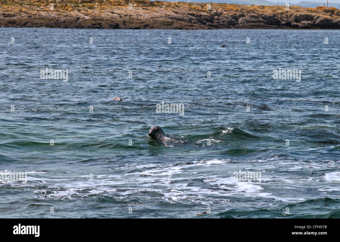 farne islands seals Stock Photo - Alamy