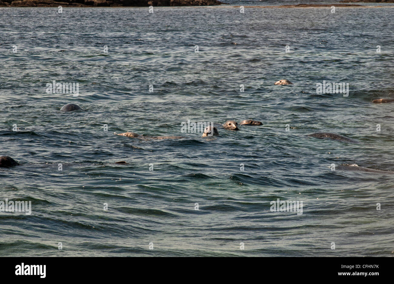 farne islands seals Stock Photo - Alamy