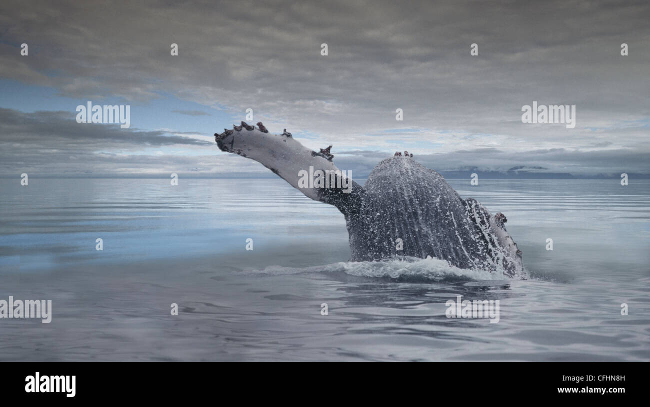 Humpback whale (Megaptera novaeangliae) breaching in Frederick Sound ...
