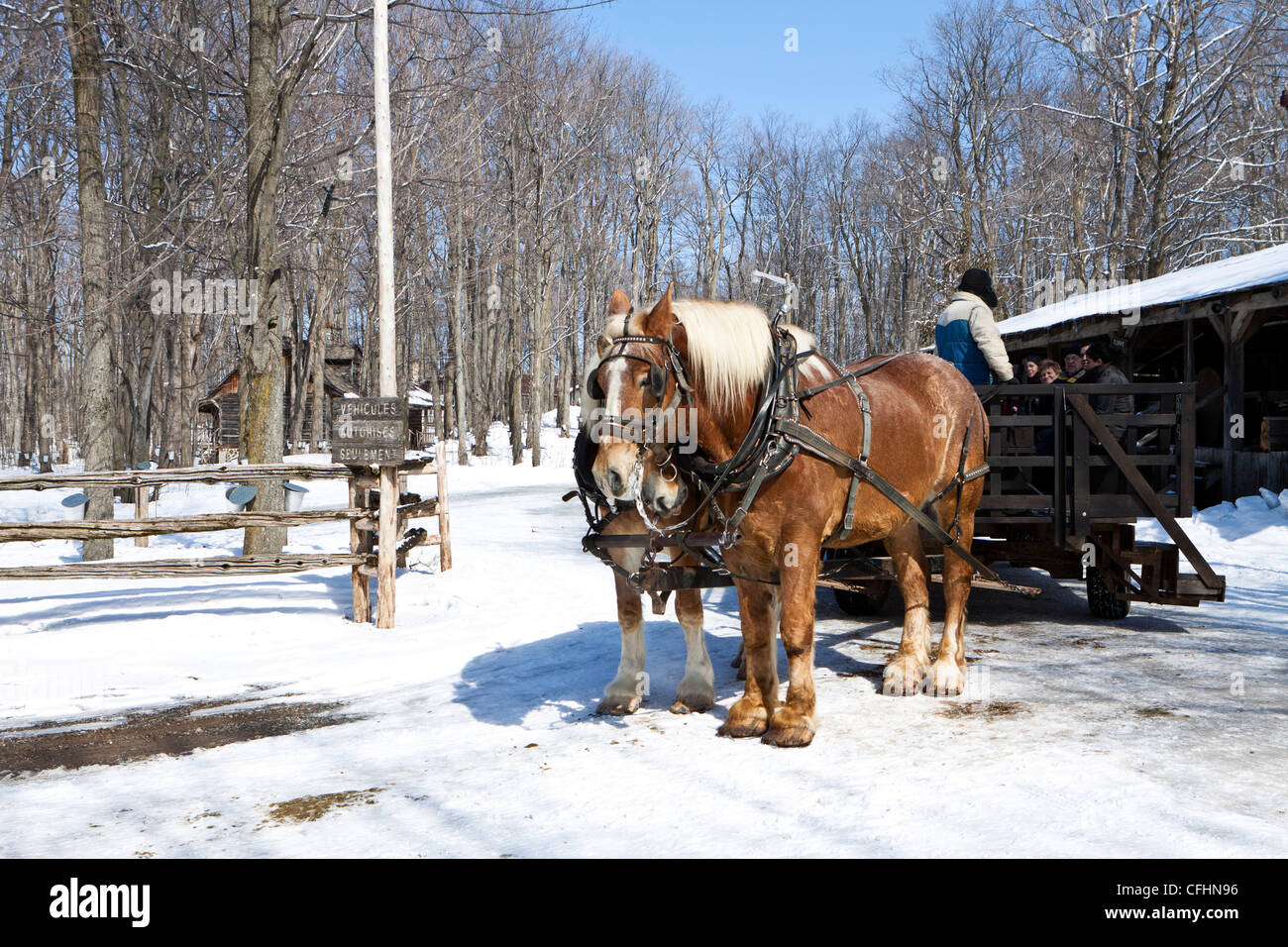 Horse drawn carriage in a maple syrup forest Stock Photo - Alamy