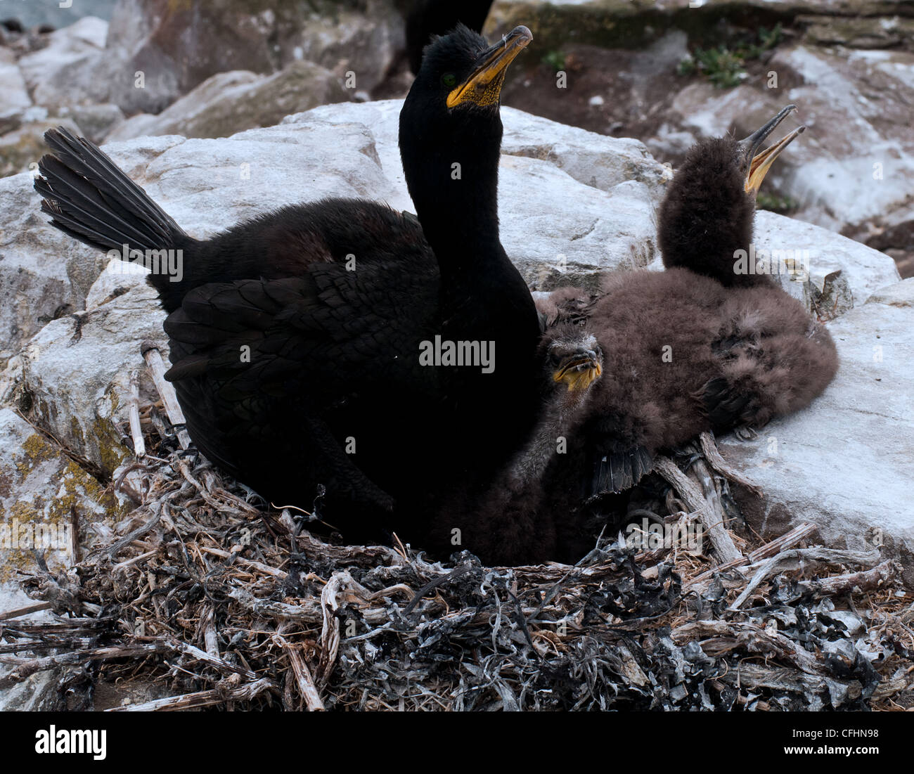Shag adult shag and young sitting on the nest Stock Photo - Alamy