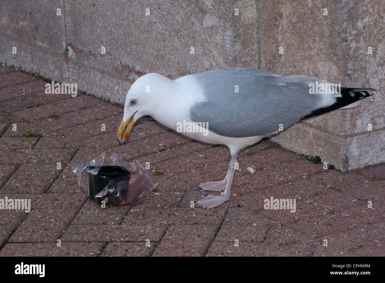 Seagull eating rubbish garbage hi-res stock photography and images - Alamy