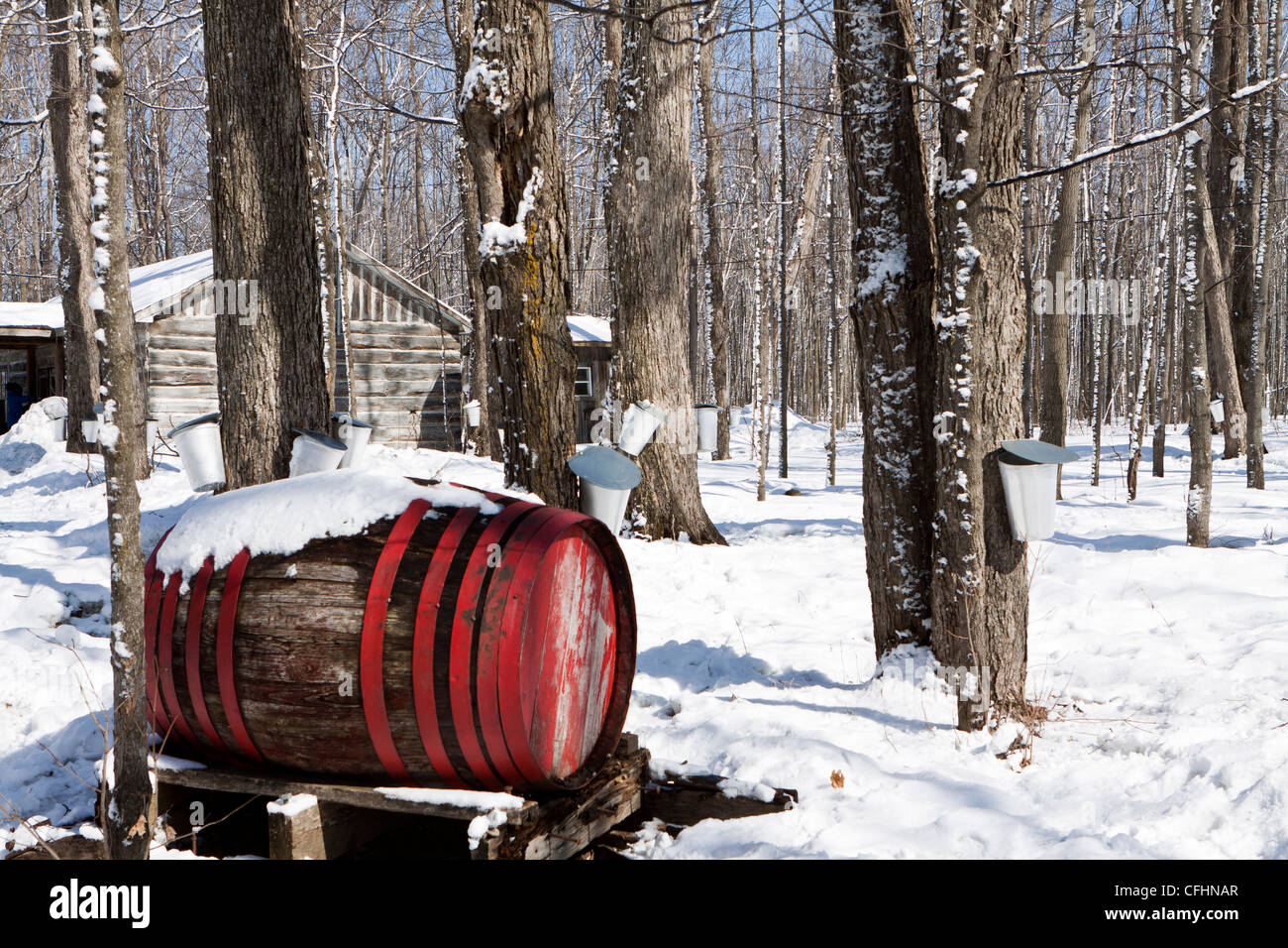 Maple tree sap collected in pails, maple syrup Quebec Stock Photo - Alamy