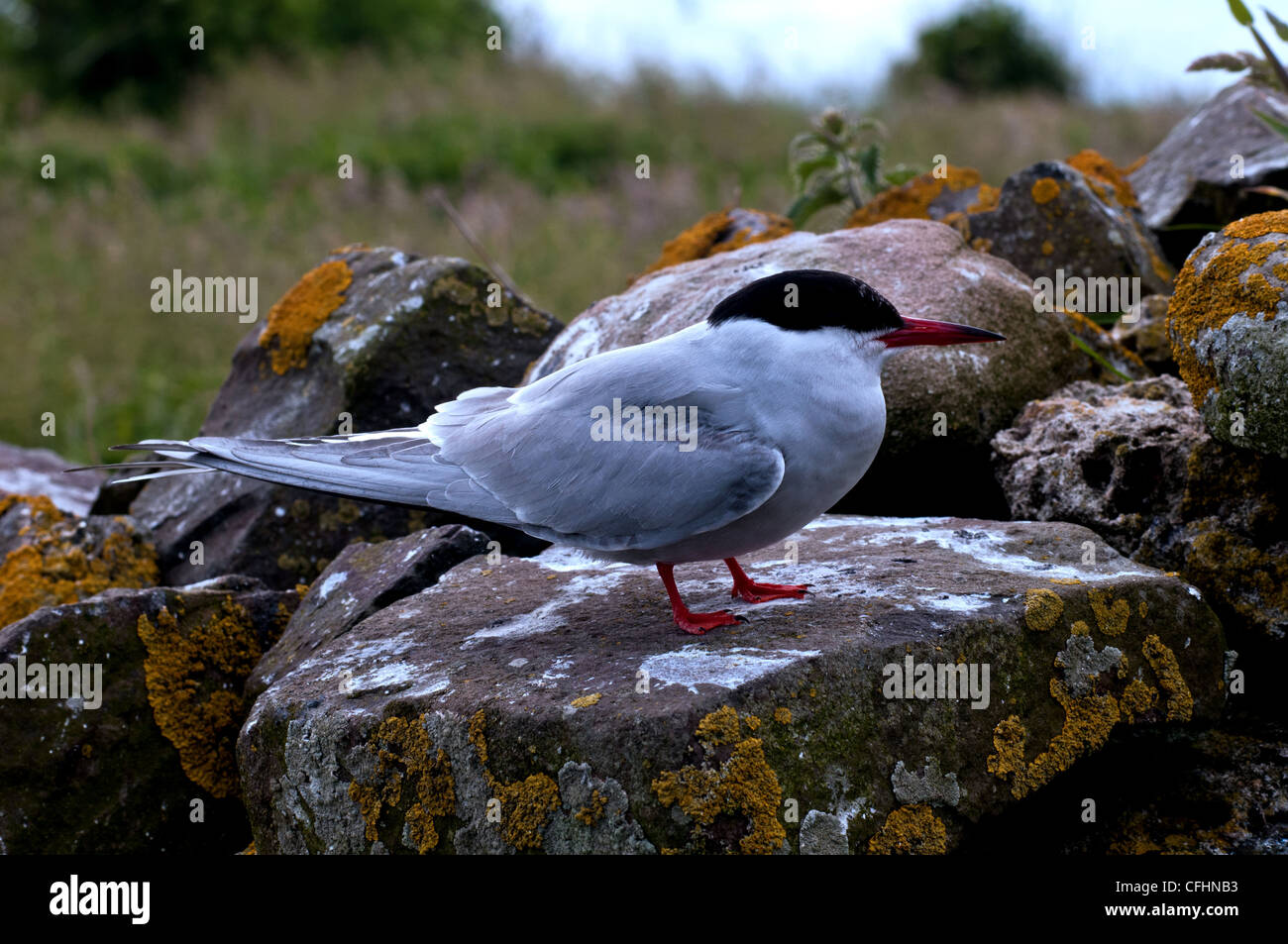 Tern sitting hi-res stock photography and images - Alamy