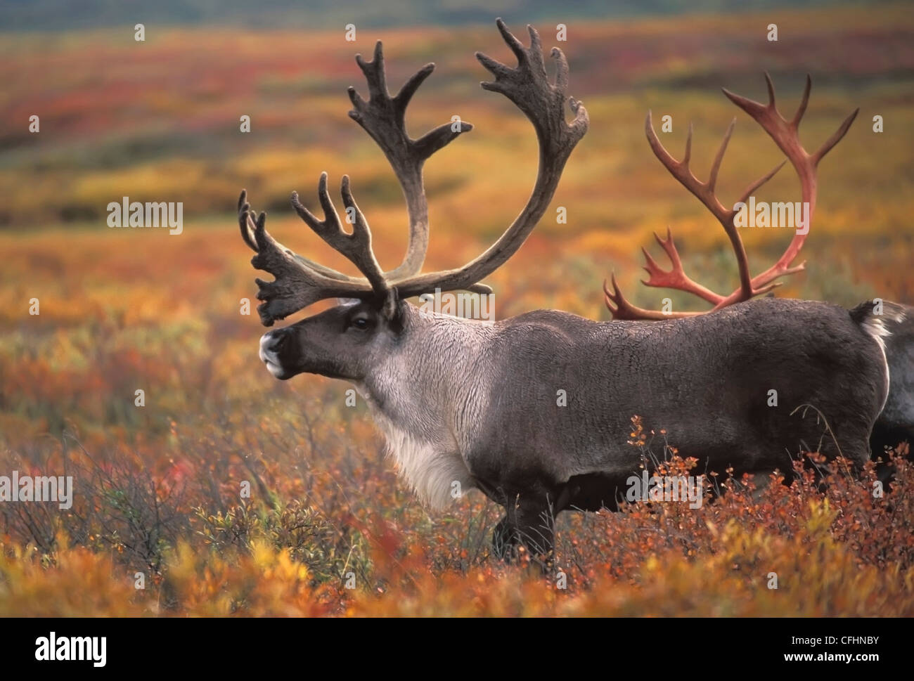 Caribou migration hi-res stock photography and images - Alamy