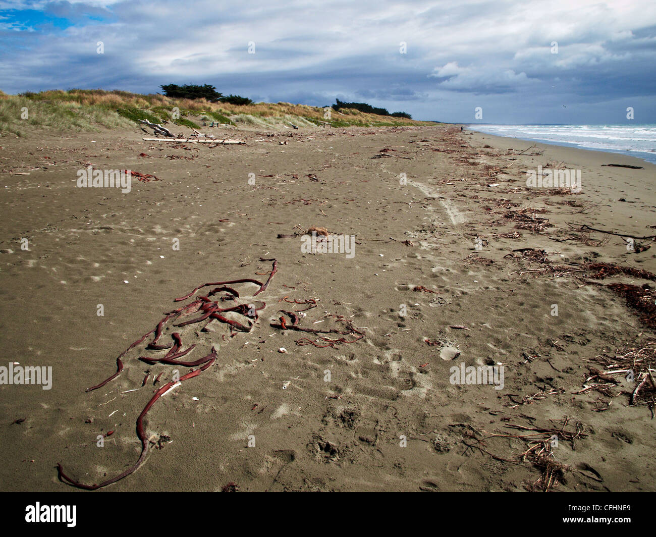 1 person on an empty beach with kelp, driftwood and windswept sand ...