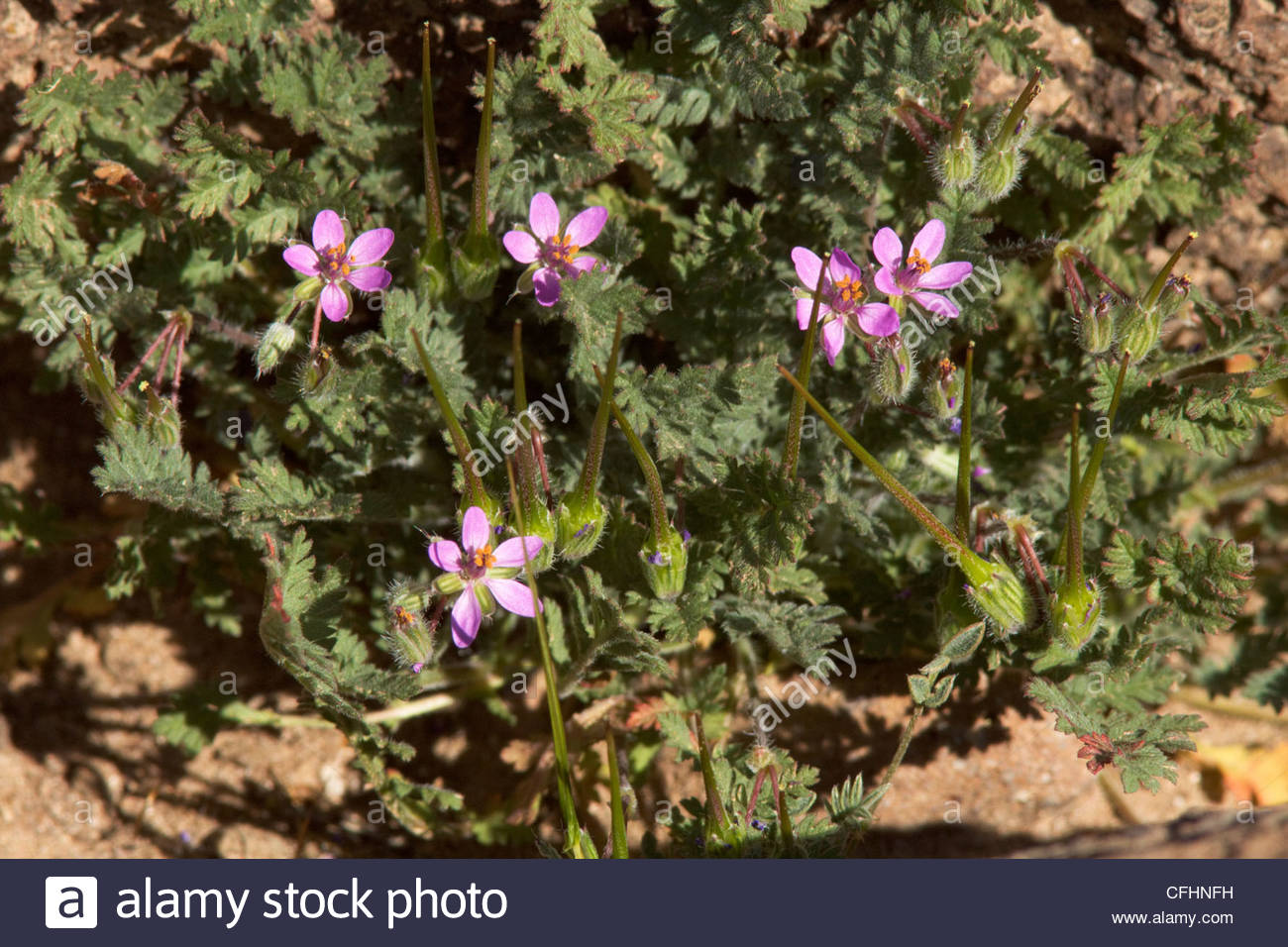 Erodium Cicutarium High Resolution Stock Photography and Images - Alamy