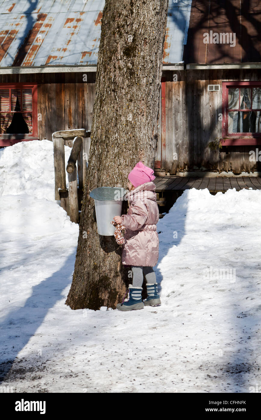 Child checking the level of maple sap into the pail Stock Photo - Alamy