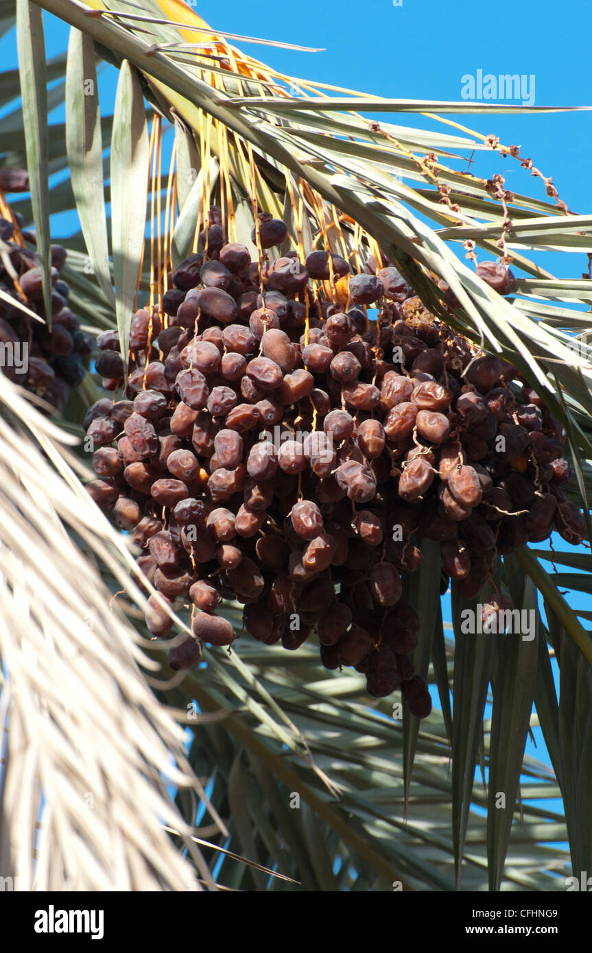 Siwa oasis hi-res stock photography and images - Alamy