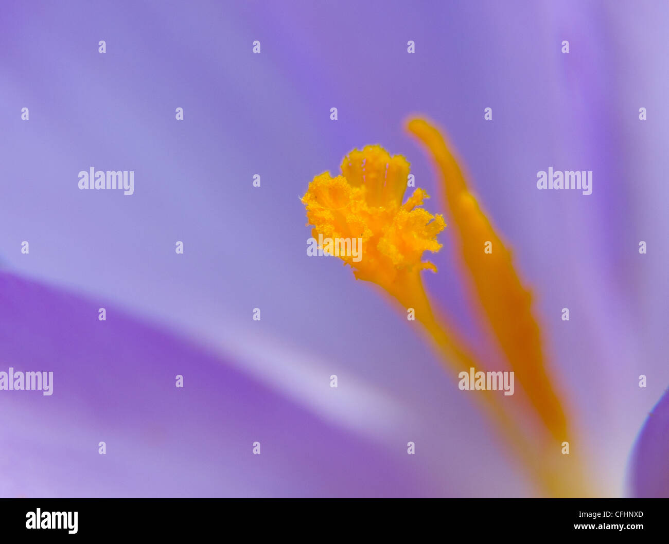 A violet during spring Stock Photo - Alamy