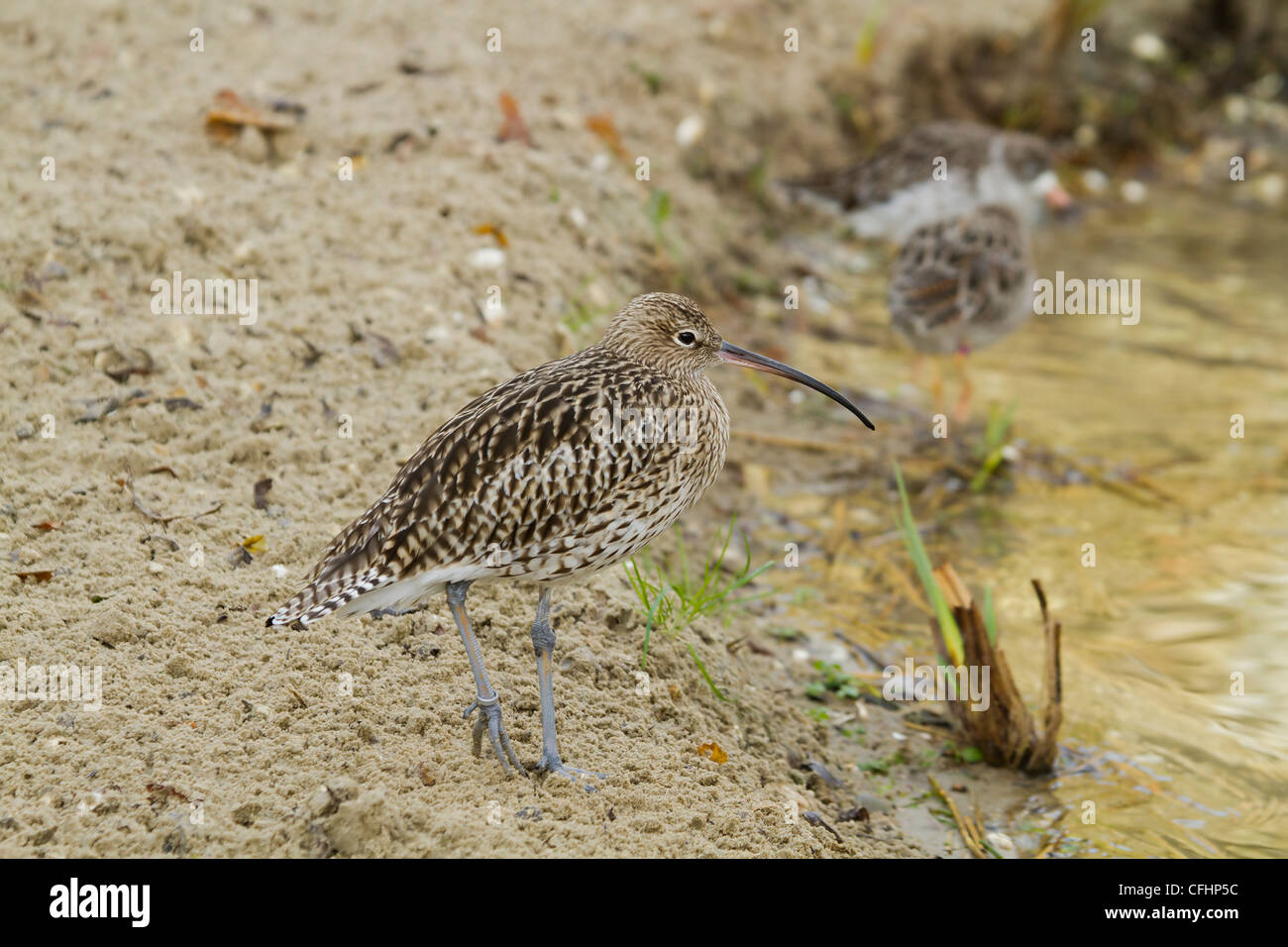 A beautiful Curlew closeup standing at rest Stock Photo - Alamy