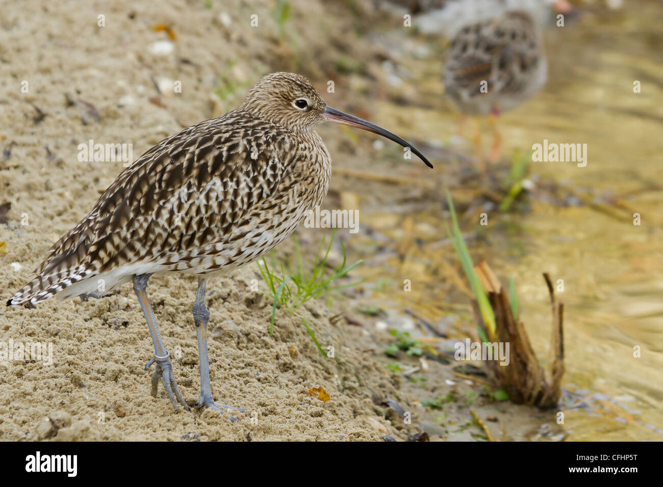 Curlew beak hi-res stock photography and images - Alamy