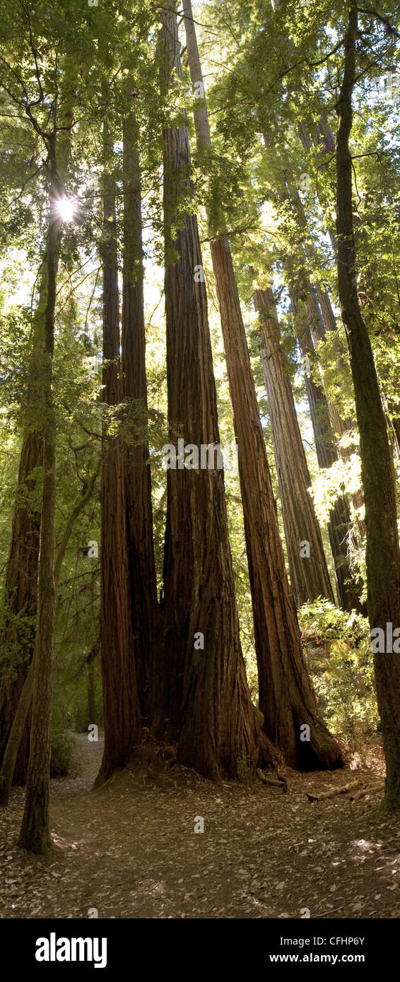 Giant Sequoia Tree Branches High Resolution Stock Photography and ...