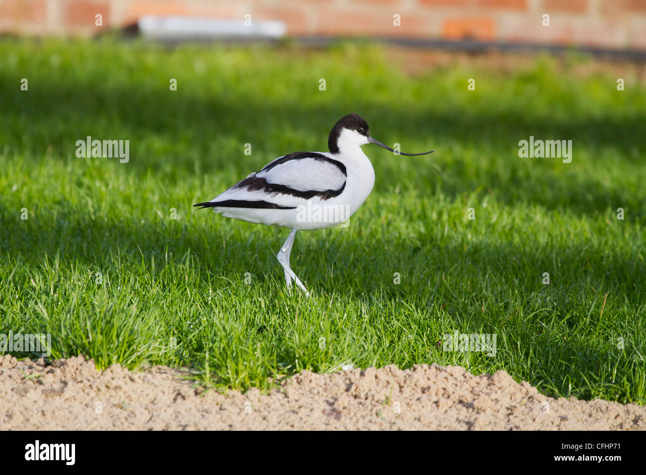 Avocet wildlife hi-res stock photography and images - Alamy