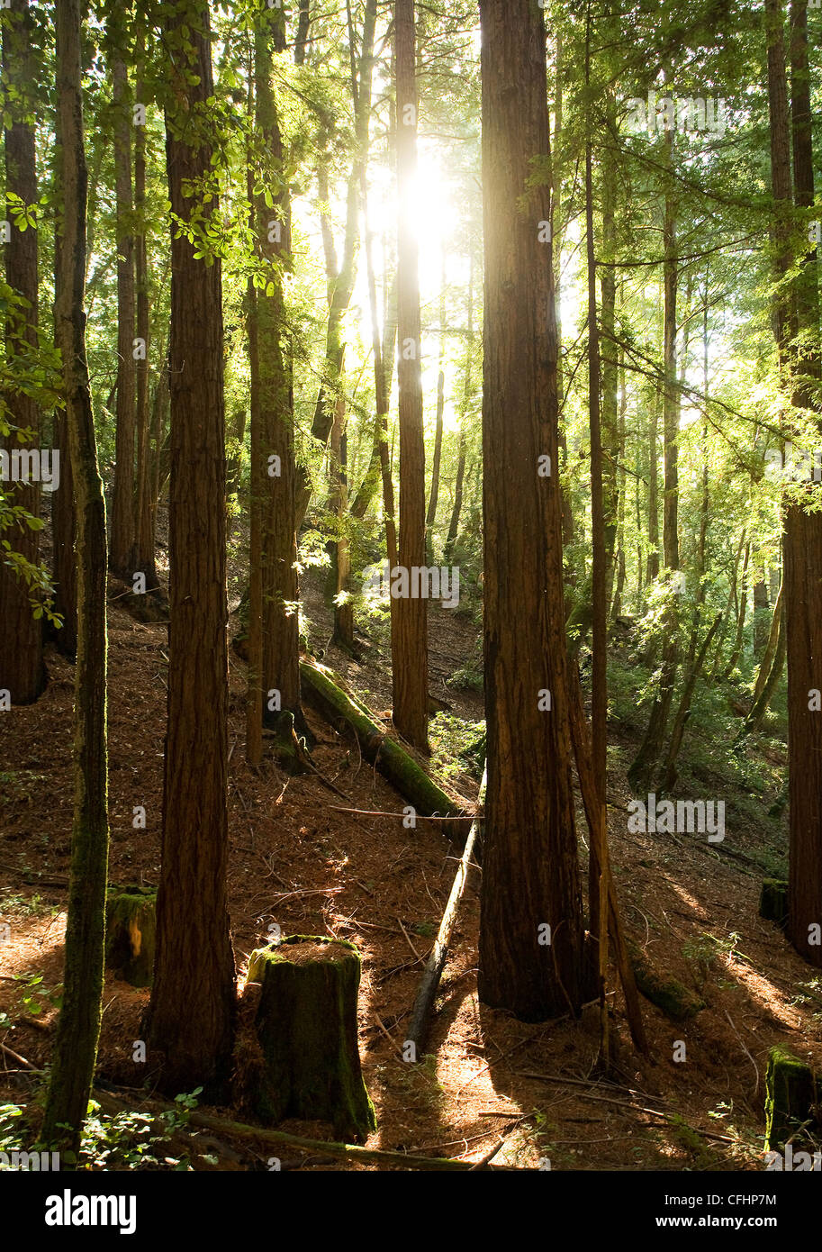 California Redwood forest in morning, with bright sunshine through ...