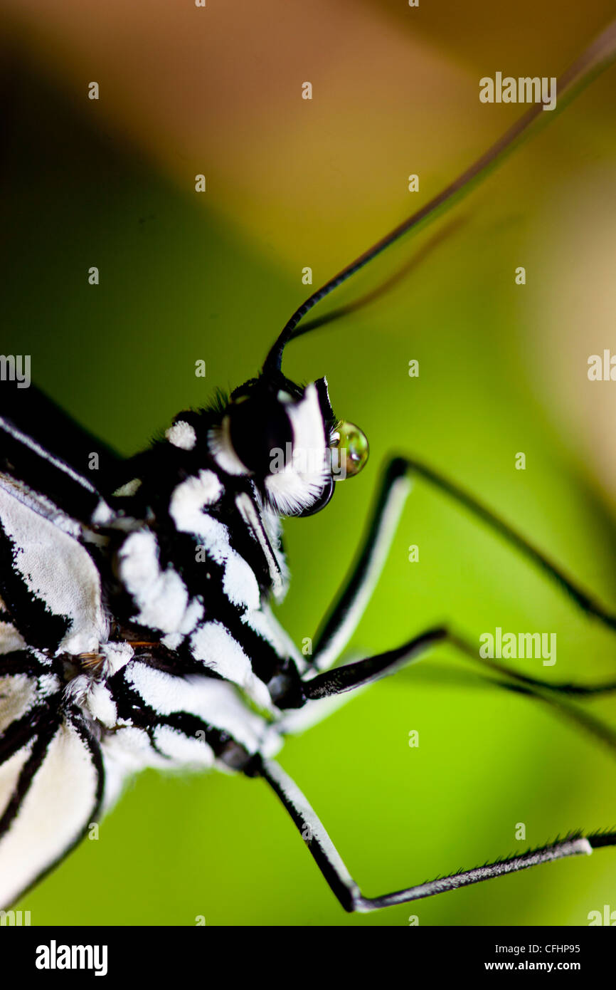 Rice Paper Butterfly (Idea Leuconoe Stock Photo - Alamy