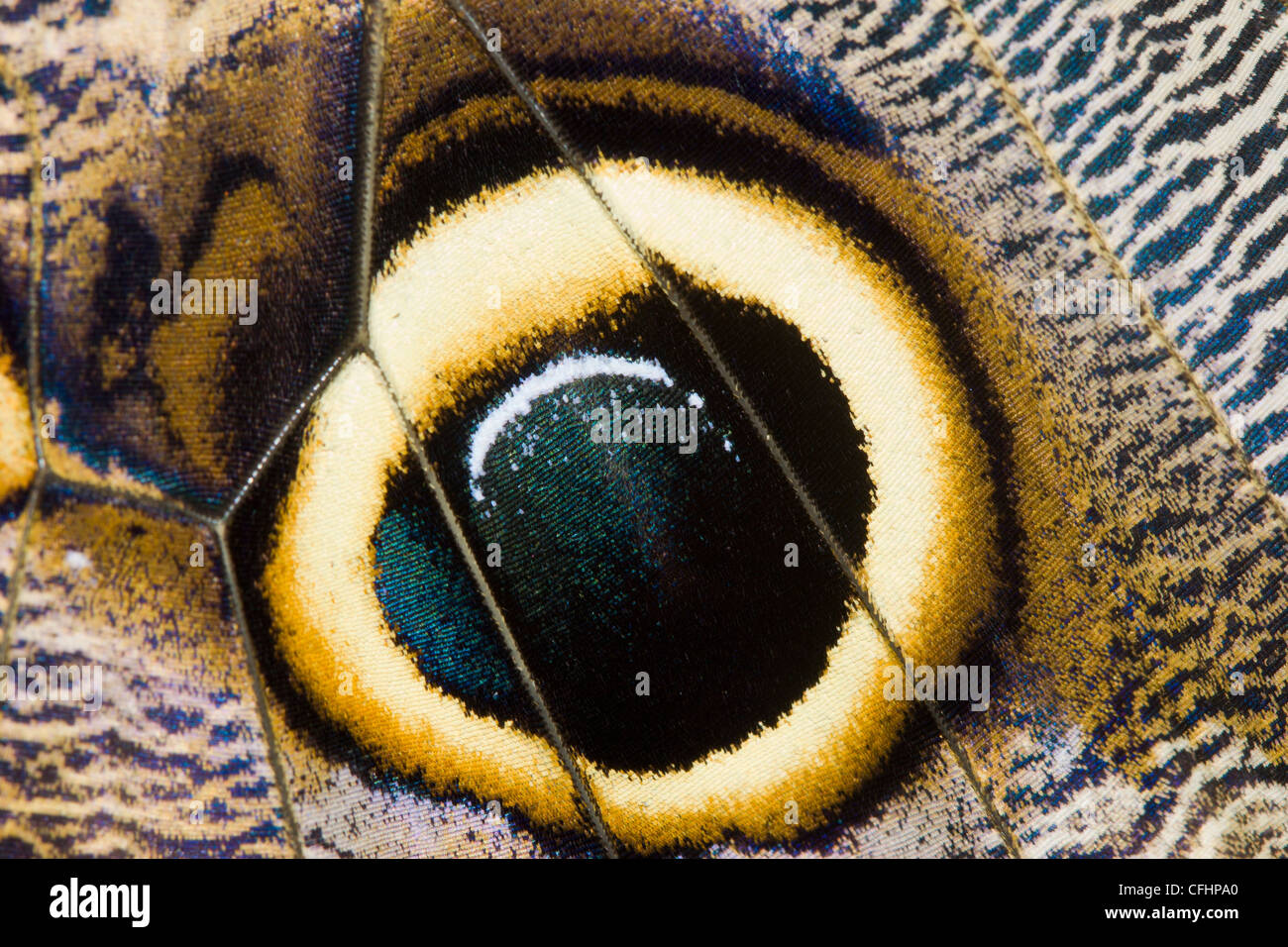 False 'Eye' of Owleye Butterfly Stock Photo - Alamy