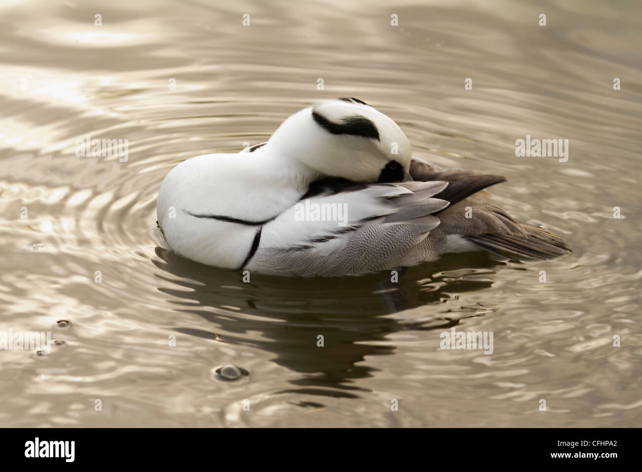 Smew duck hi-res stock photography and images - Alamy