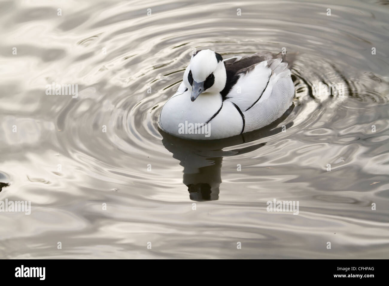 smew duck on the lake resting closeup Stock Photo - Alamy