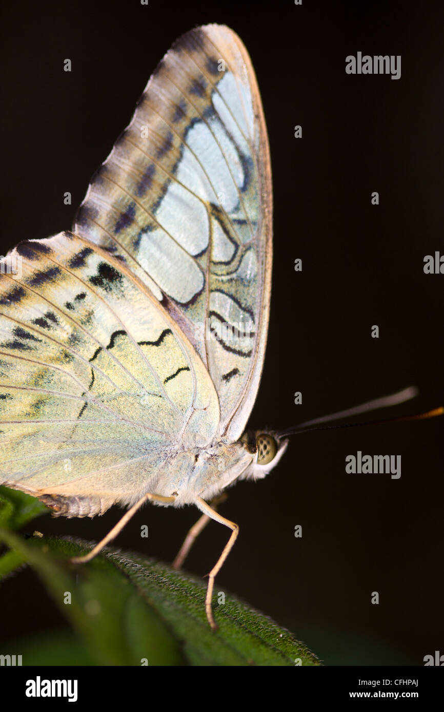 Clipper Butterfly (Parthenos Sylvia Stock Photo - Alamy