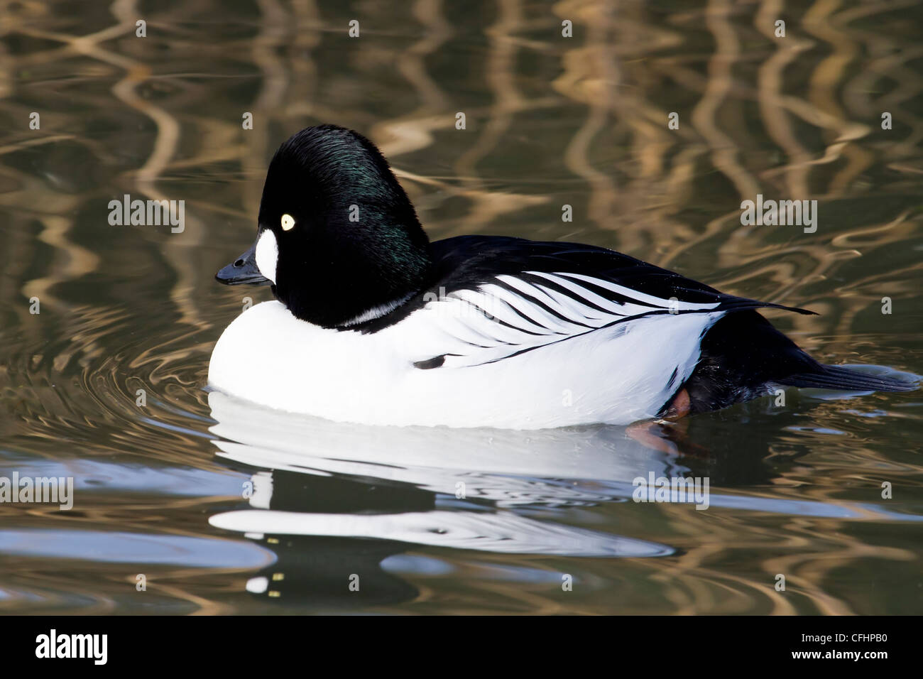 Common Goldeneye swimming on the lake closeup Stock Photo - Alamy