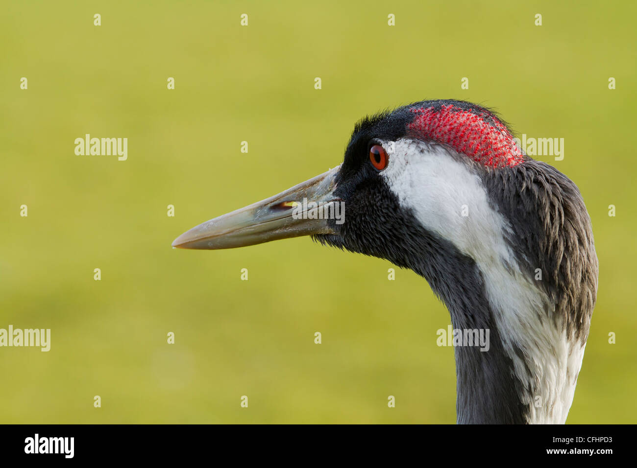 Close up shot crane hi-res stock photography and images - Alamy